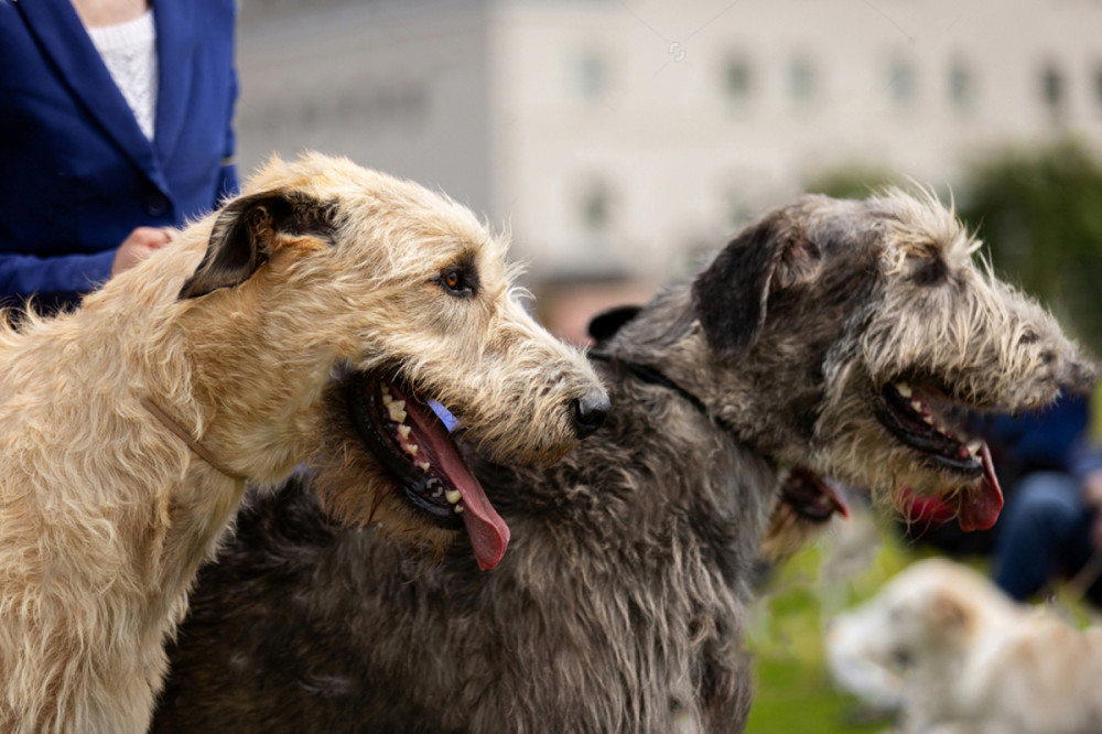 A világ legnagyobb kutyafajtája | Pet4you.hu