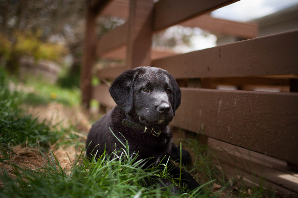 Érdekességek a labradorról | Pet4you.hu