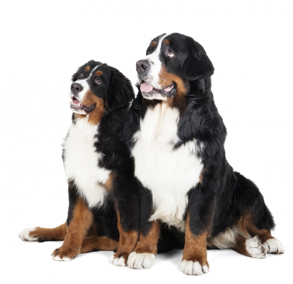 Berni pásztorkutya | Pet4you.hu