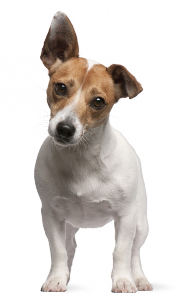 Jack Russel terrier | Pet4you.hu