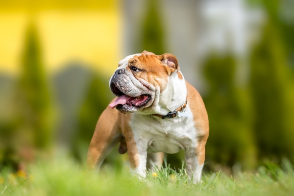 Angol bulldog | Pet4you.hu