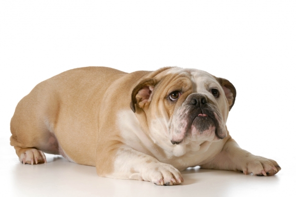 Angol bulldog | Pet4you.hu